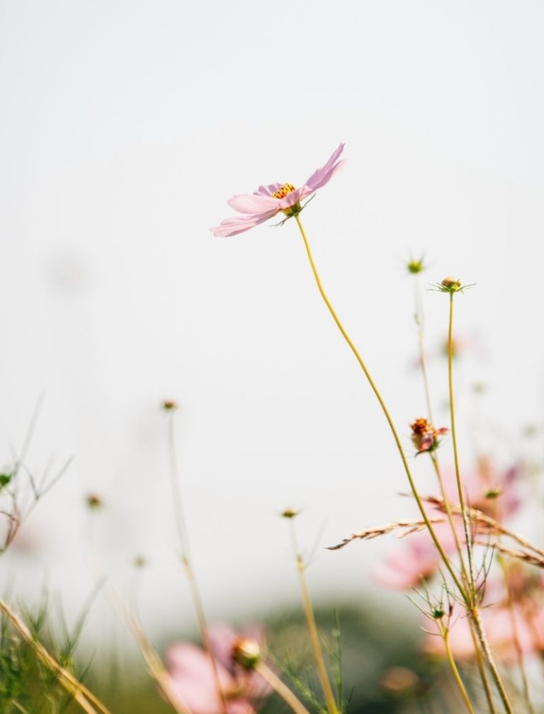 57 Spring Writing Prompts And Journaling Ideas